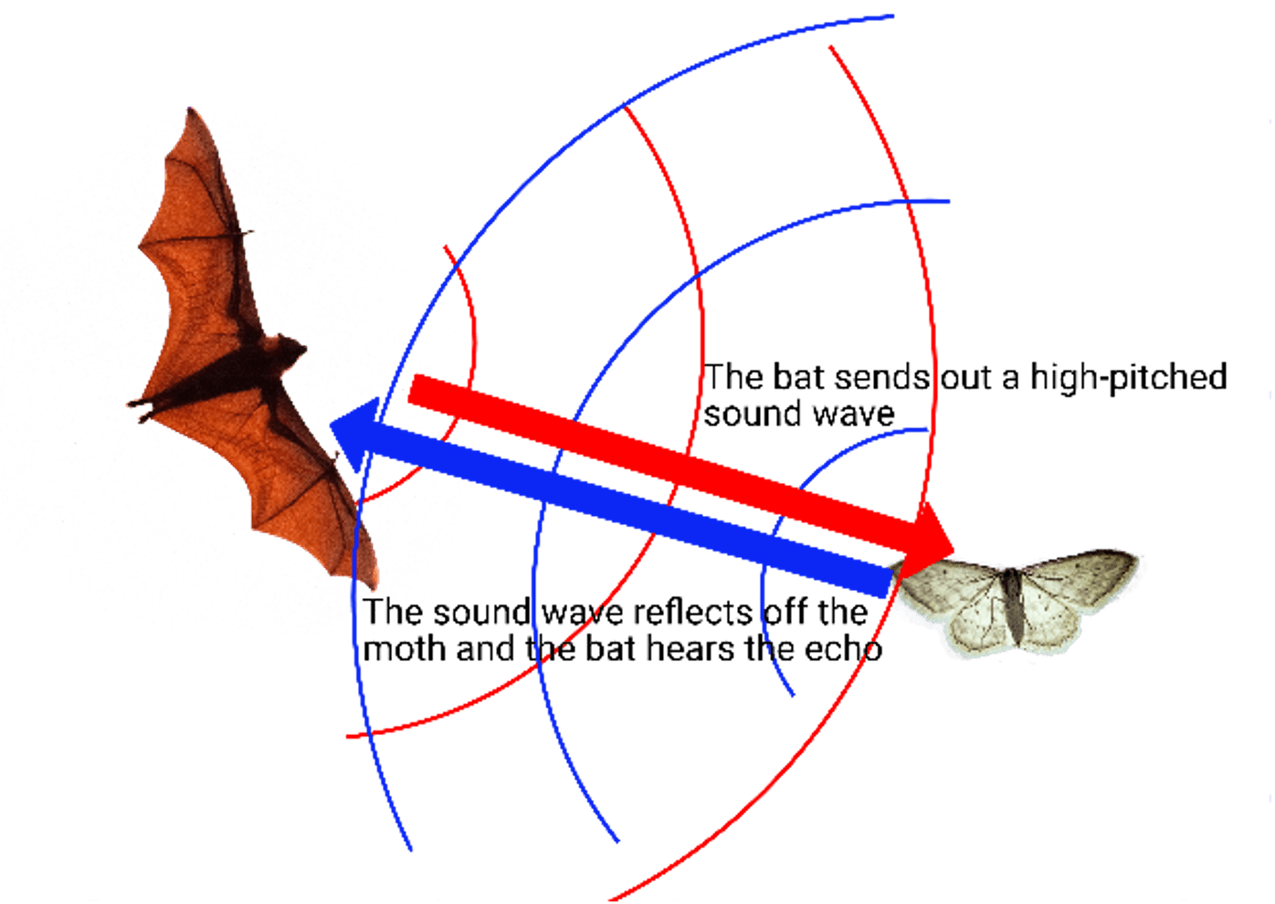 Moths & Bats | PK Porthcurno